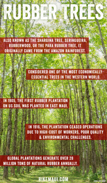 Maui Plant of the Month: Rubber Tree